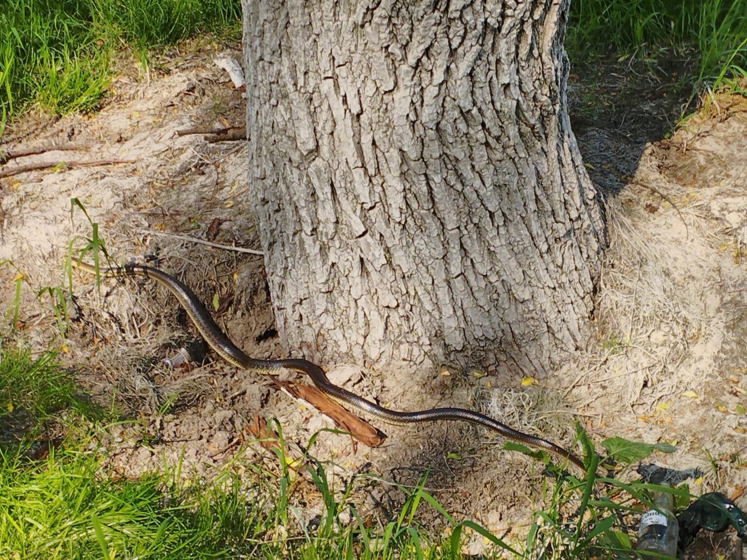 "Șarpele lui Esculap" a fost văzut la Soroca: este a treia cea mai mare ...